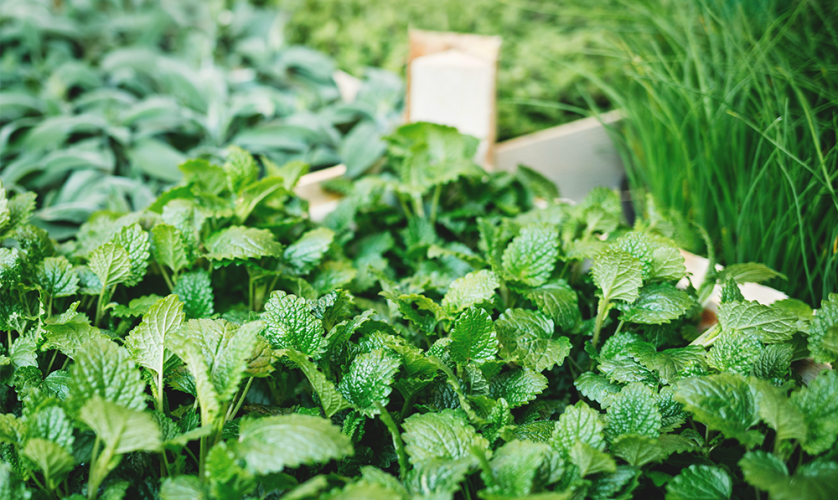 Mint 101 - Salisbury Greenhouse - Blog