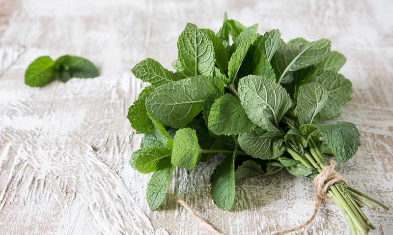 Mint 101 - Salisbury Greenhouse - Blog