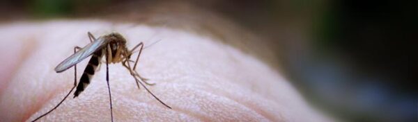 Natural Mosquito Control - Salisbury Greenhouse - Blog