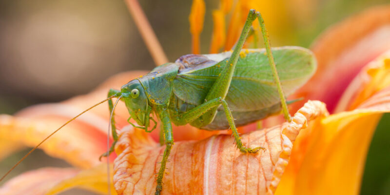 Hop to It! Grasshoppers are in the Garden - Salisbury Greenhouse - Blog