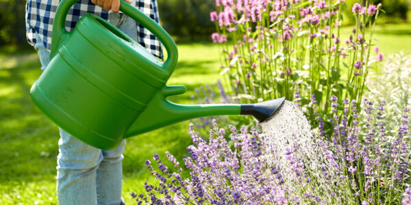 A Back-to-Basics Watering Guide for Gardens and Houseplants - Salisbury ...
