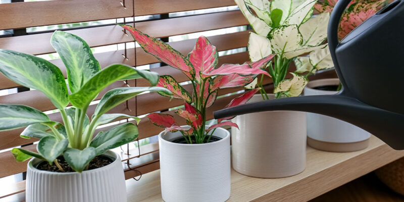A Guide to Growing Chinese Evergreens - Salisbury Greenhouse - Blog