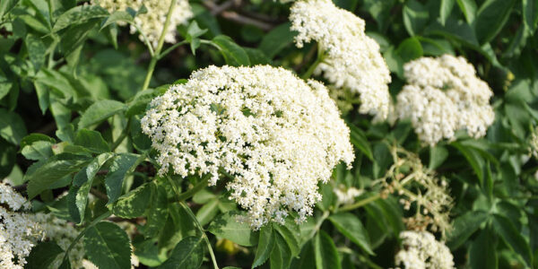 A Guide to Growing Native Elderberry"”The Underrated Berry Bush ...