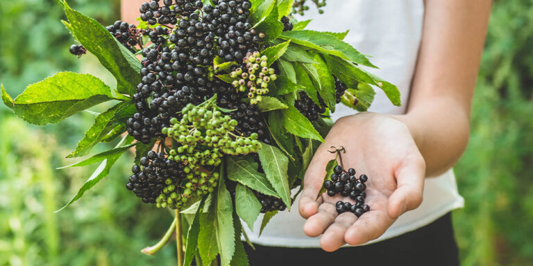 A Guide to Growing Native Elderberry"”The Underrated Berry Bush ...