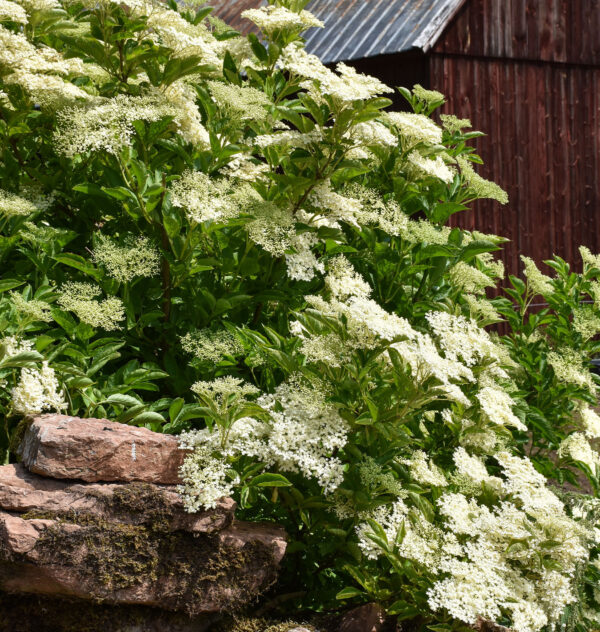 Native Plants in Alberta - Salisbury Greenhouse