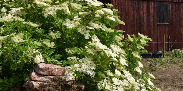 A Guide to Growing Native Elderberry"”The Underrated Berry Bush ...