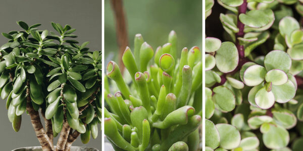 Mental Wellness with Plants Series: Easy Plants that Forgive Your Bad ...