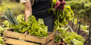 Plant These 6 Fall Crops Now for a Last-Minute Harvest! - Salisbury ...