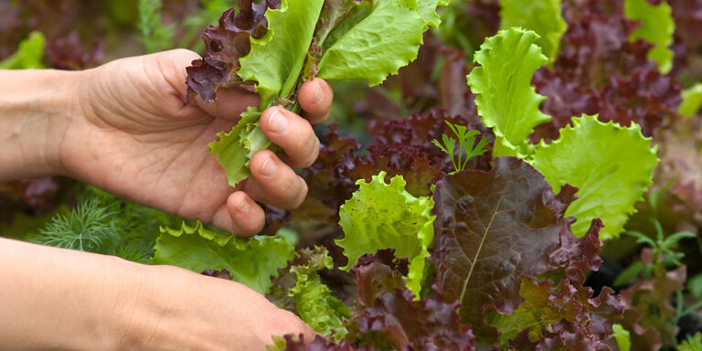 Plant These 6 Fall Crops Now for a Last-Minute Harvest! - Salisbury ...