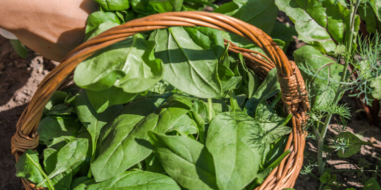 Plant These 6 Fall Crops Now for a Last-Minute Harvest! - Salisbury ...