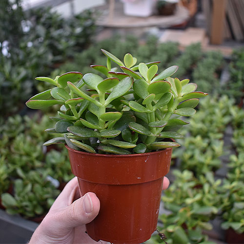Mental Wellness with Plants Series: Houseplants to Help You Manifest a ...