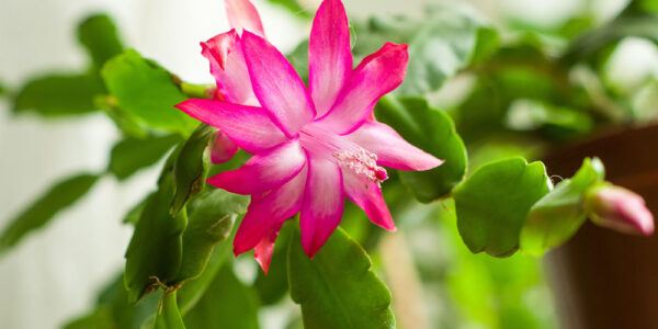 How to Care for Christmas Cactus Plants - Salisbury Greenhouse - Blog