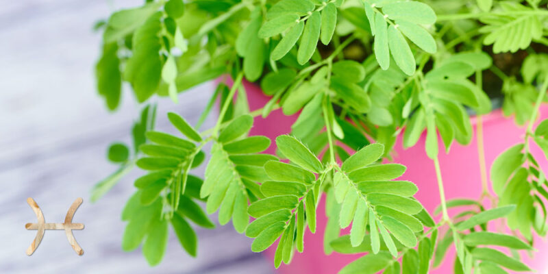 Pisces Season Houseplants - Salisbury Greenhouse - Blog