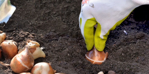 Timing is Everything: The Best Planting Days - Salisbury Greenhouse - Blog