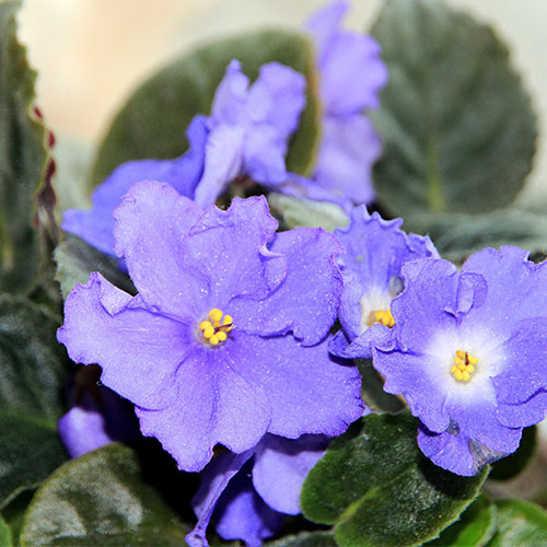 Mental Wellness with Plants Series: Winter Flowering Houseplants for ...