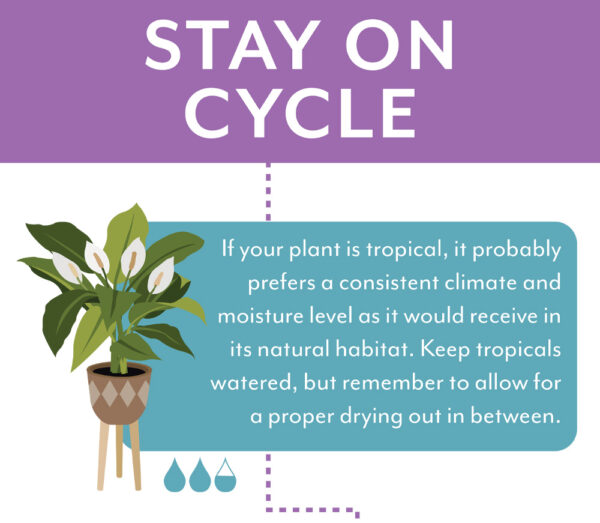 Watering Your Houseplants in The Winter - Salisbury Greenhouse - Blog