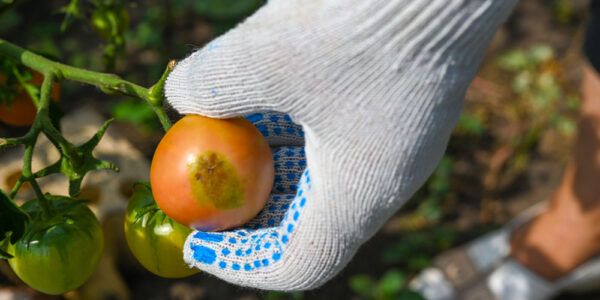 Save the Tomatoes! Blossom End Rot Identification and Prevention ...