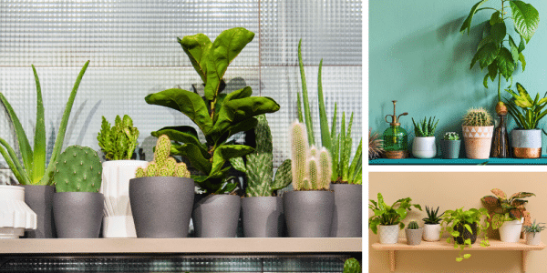 Plant Shelf Goals: Tips for Insta-Worthy Green Displays | Salisbury ...
