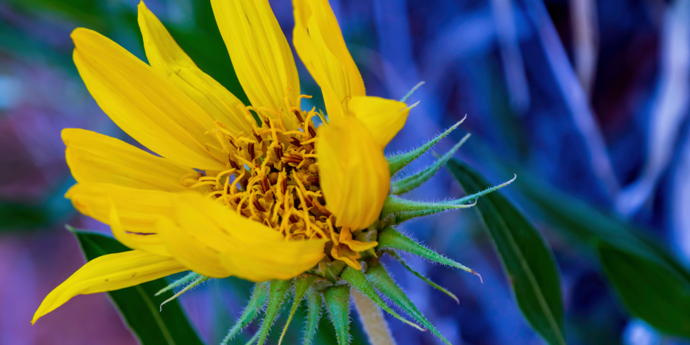 Thriving Native Perennials for Your Edmonton Garden - Salisbury ...