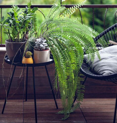 Breathe Life Into Your Home With Our Top 10 Favourite Houseplants ...