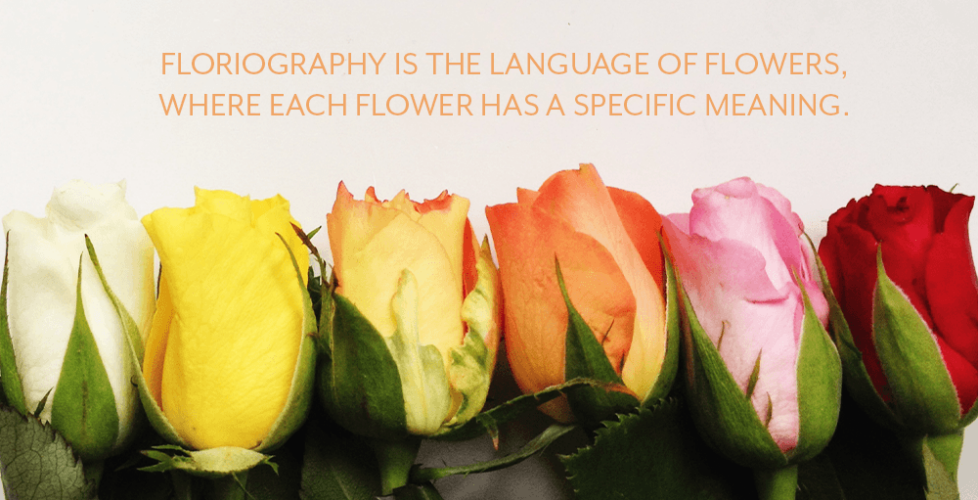 A Rose by Any Other Colour Would Have a Different Meaning! - Salisbury ...