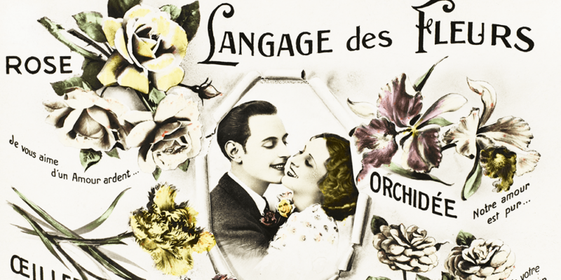 A Rose by Any Other Colour Would Have a Different Meaning! - Salisbury ...