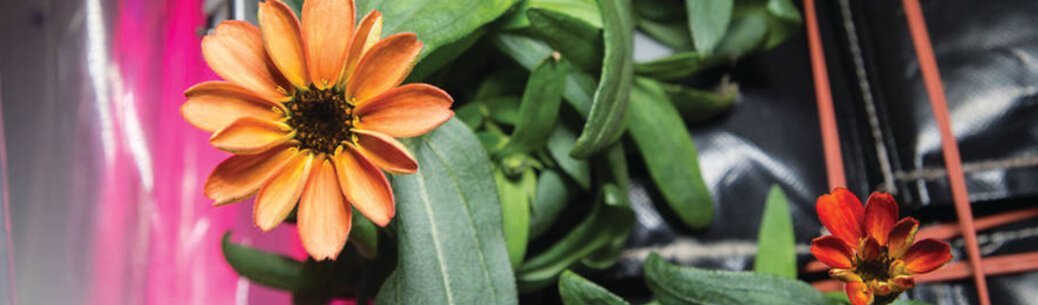 Gardening in Space - Salisbury Greenhouse - Blog