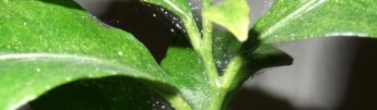 Controlling Spider Mites in the Home - Salisbury Greenhouse - Blog