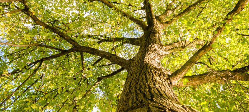 The Benefits of Big Trees - Salisbury Greenhouse - Blog