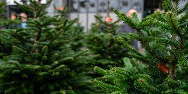 The Legends Behind Popular Christmas Plants - Salisbury Greenhouse - Blog