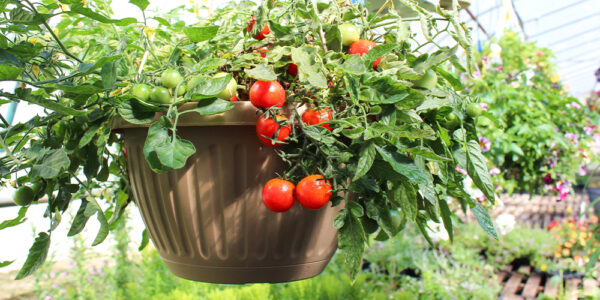 The Secret to Perfect Hanging Baskets - Salisbury Greenhouse - Blog