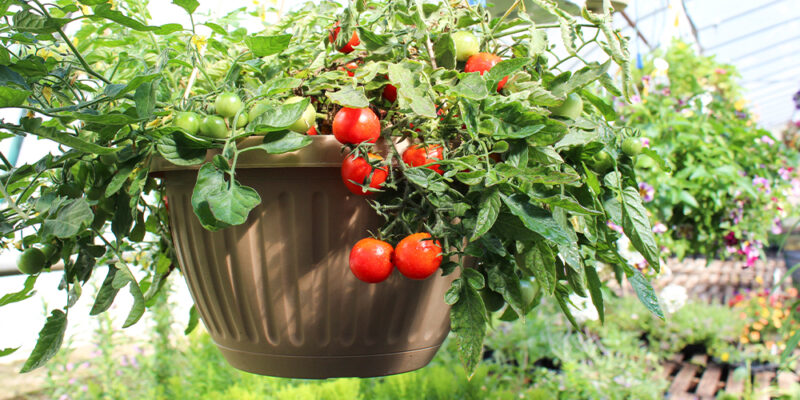 The Secret to Perfect Hanging Baskets - Salisbury Greenhouse - Blog