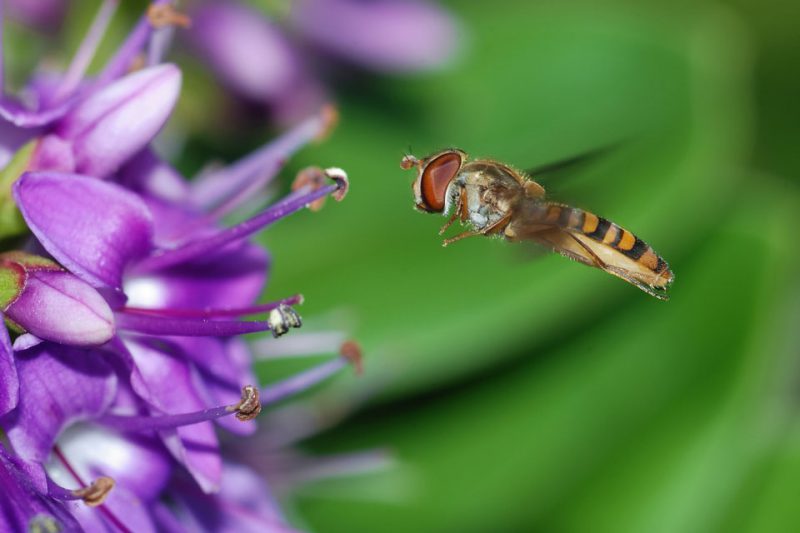 The Power of Pollinators: Boosting Your Garden’s Success - Salisbury ...
