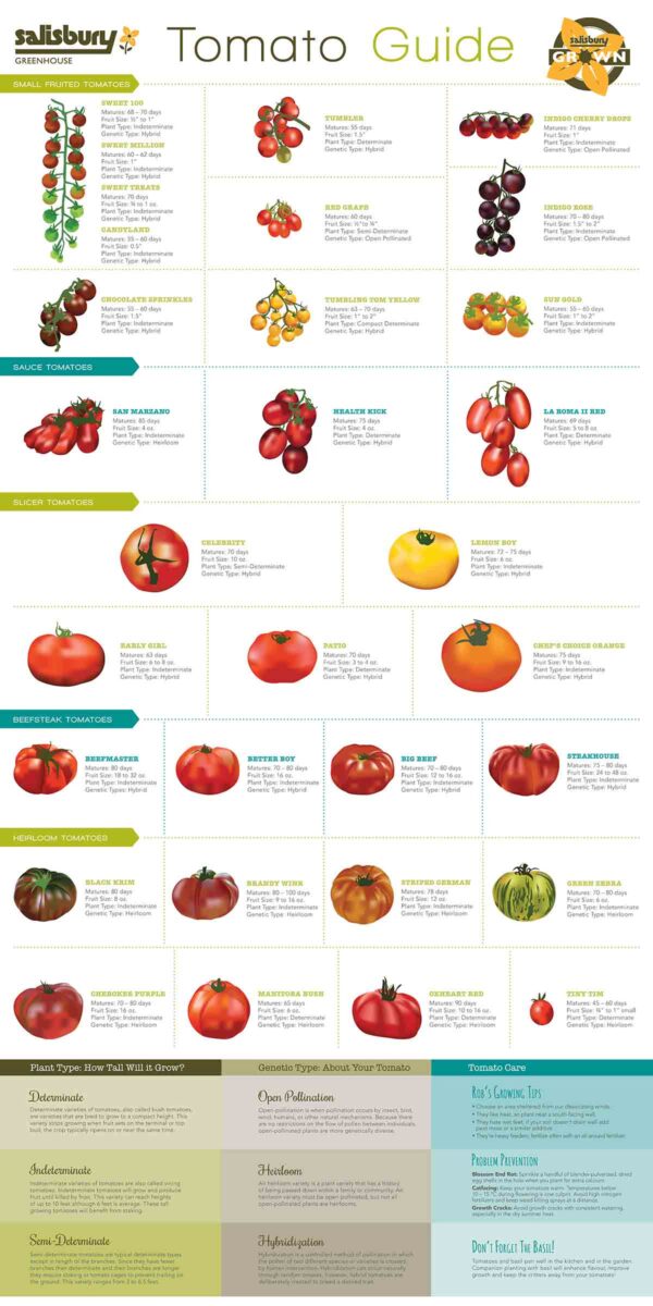 Tomato Guide - Salisbury Greenhouse