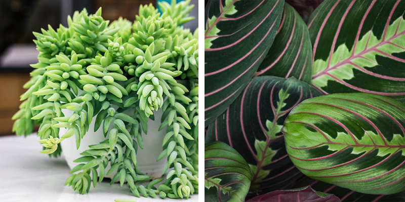 Top 10 Plants That Make You Happy - Salisbury Greenhouse - Blog