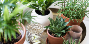 Top 10 Plants That Make You Happy - Salisbury Greenhouse - Blog