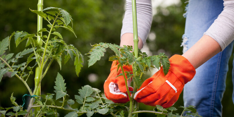 Training Tomatoes: A Crash Course for Beginners - Salisbury Greenhouse ...