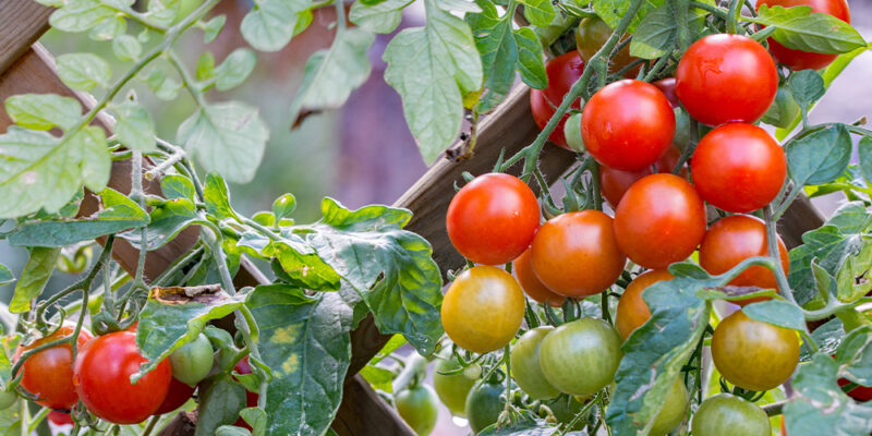 Training Tomatoes: A Crash Course for Beginners - Salisbury Greenhouse ...