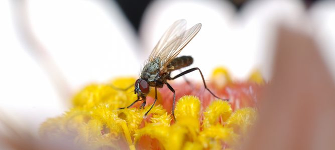 Troubleshooting Common Cannabis Pests - Salisbury Greenhouse - Blog