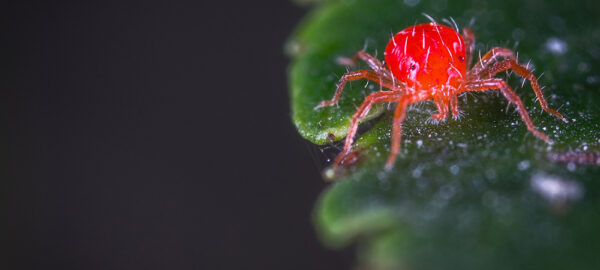 Troubleshooting Common Cannabis Pests - Salisbury Greenhouse - Blog