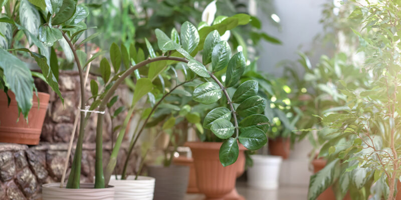Understanding Dormancy in Houseplants - Salisbury Greenhouse