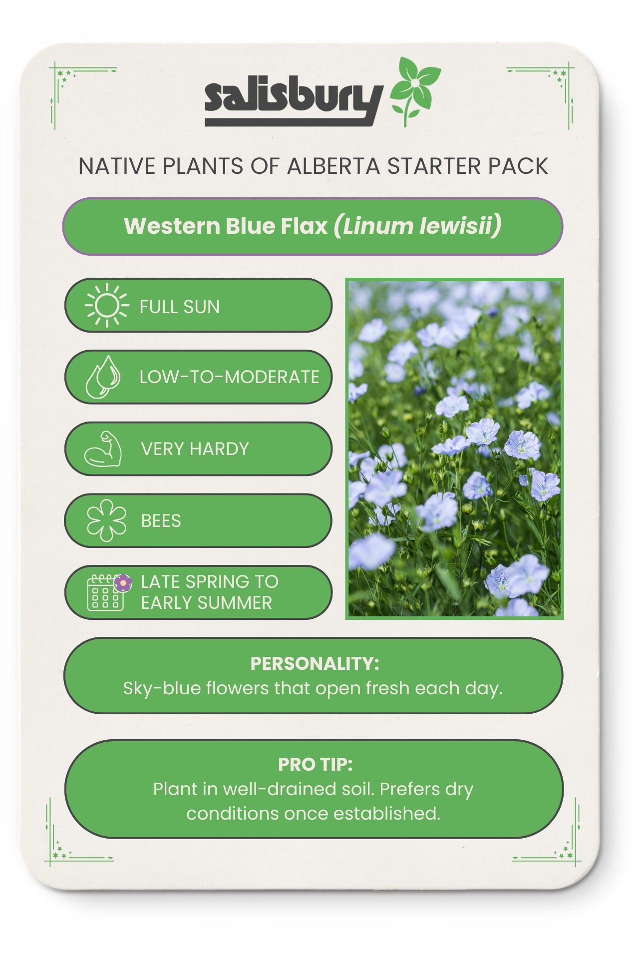 Your Alberta Native Plant Starter Pack | Salisbury Greenhouse | Blog
