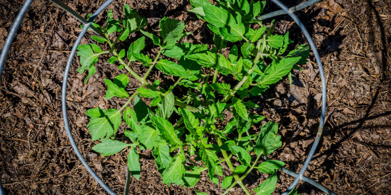 What To Do With Your Veggies In The Heat - Salisbury Greenhouse - Blog