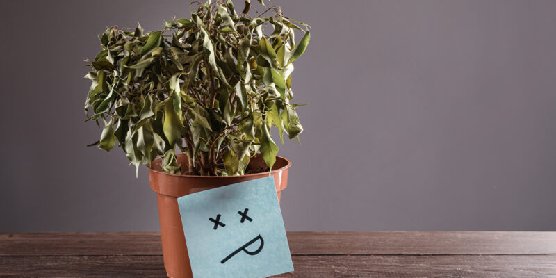 Why Your Houseplant Hates You - Salisbury Greenhouse - Blog