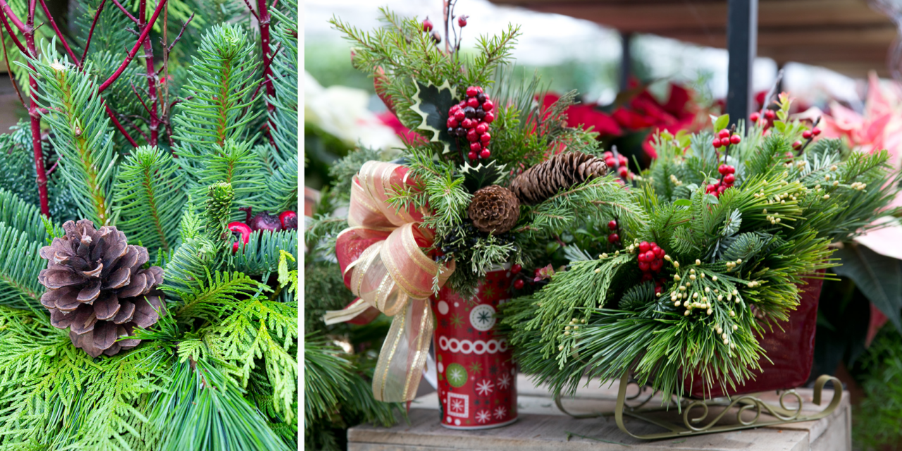 Christmas Greens Care Guide: Keeping the Holiday Magic Alive ...