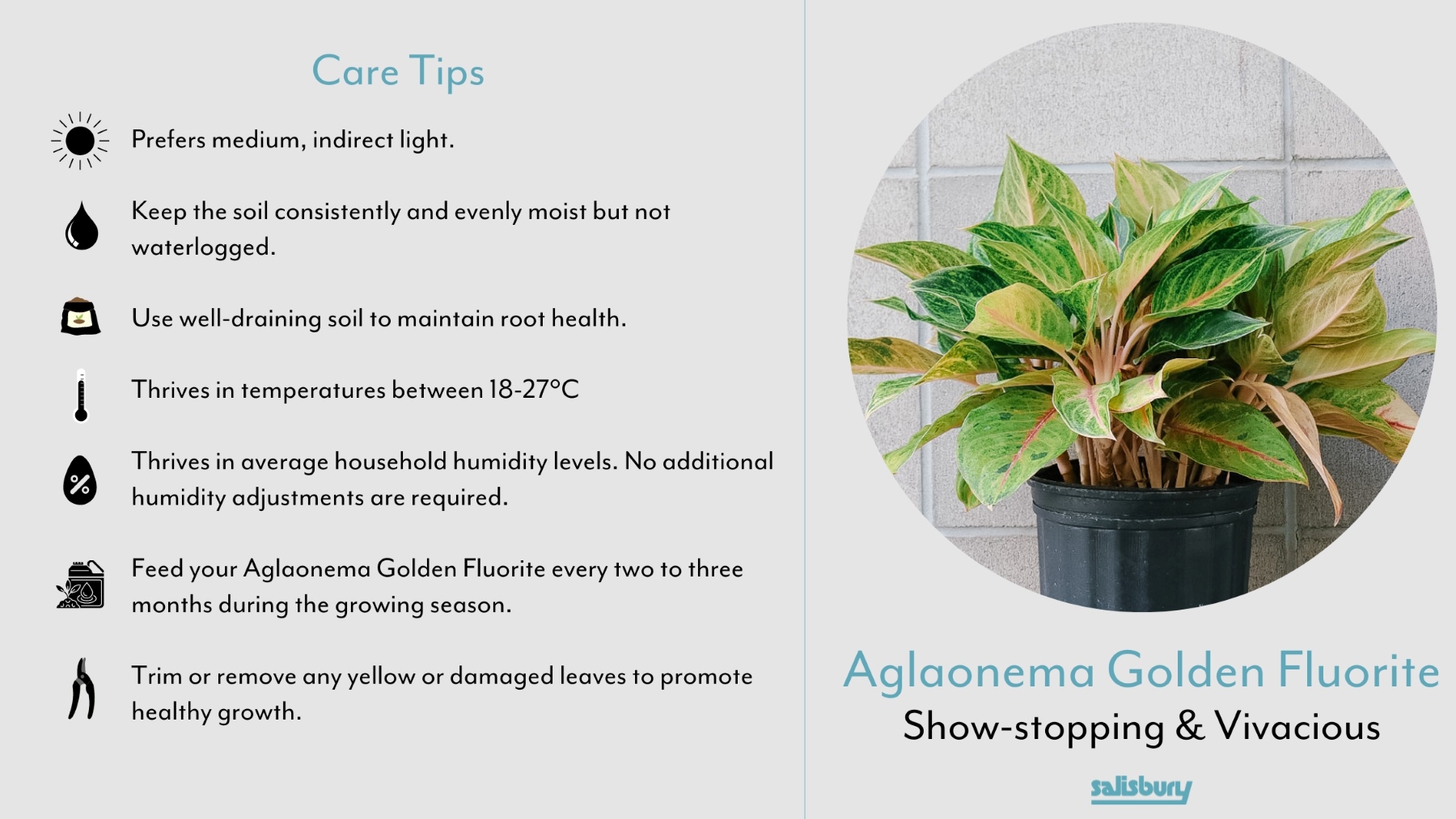 4 Houseplants for the Methodical Virgo- Aligning Greenery with Your ...