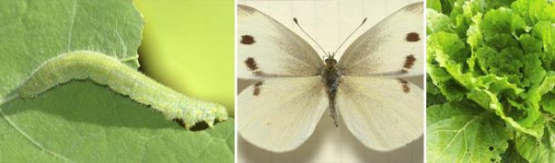 Cabbage Worm - Salisbury Greenhouse - Blog