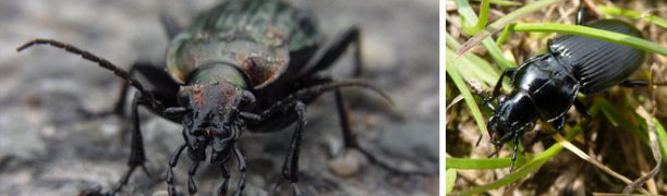 Ground Beetles: Gladiators of the Garden - Salisbury Greenhouse - Blog