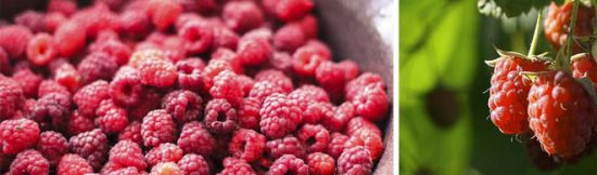 Raspberries 101 - Salisbury Greenhouse - Blog