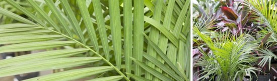 A Short History of Palm Leaves - Salisbury Greenhouse - Blog